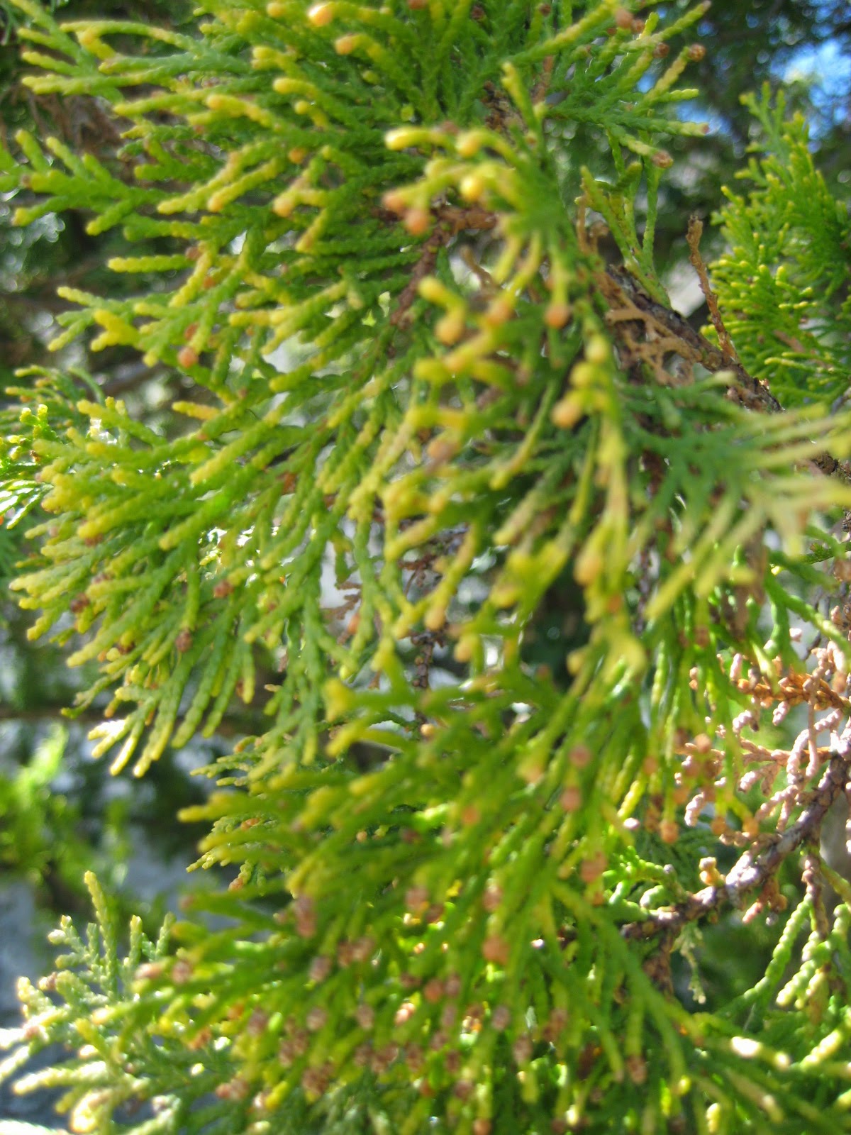 Azul turquesa bitácora de Teresa: Ejemplos de texturas naturales.