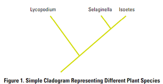 Mrs. Strong's AP Bio Lab Pages: BLAST Lab (AP Bio Lab #3)