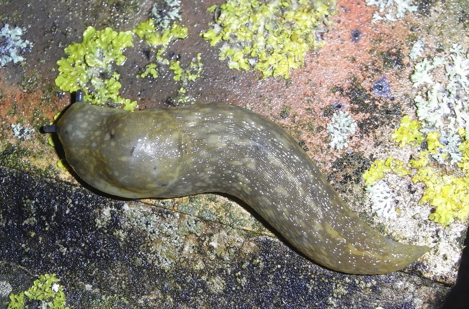 Macrophoto plaisir passion: Grosse limace jaune, Limax flavus