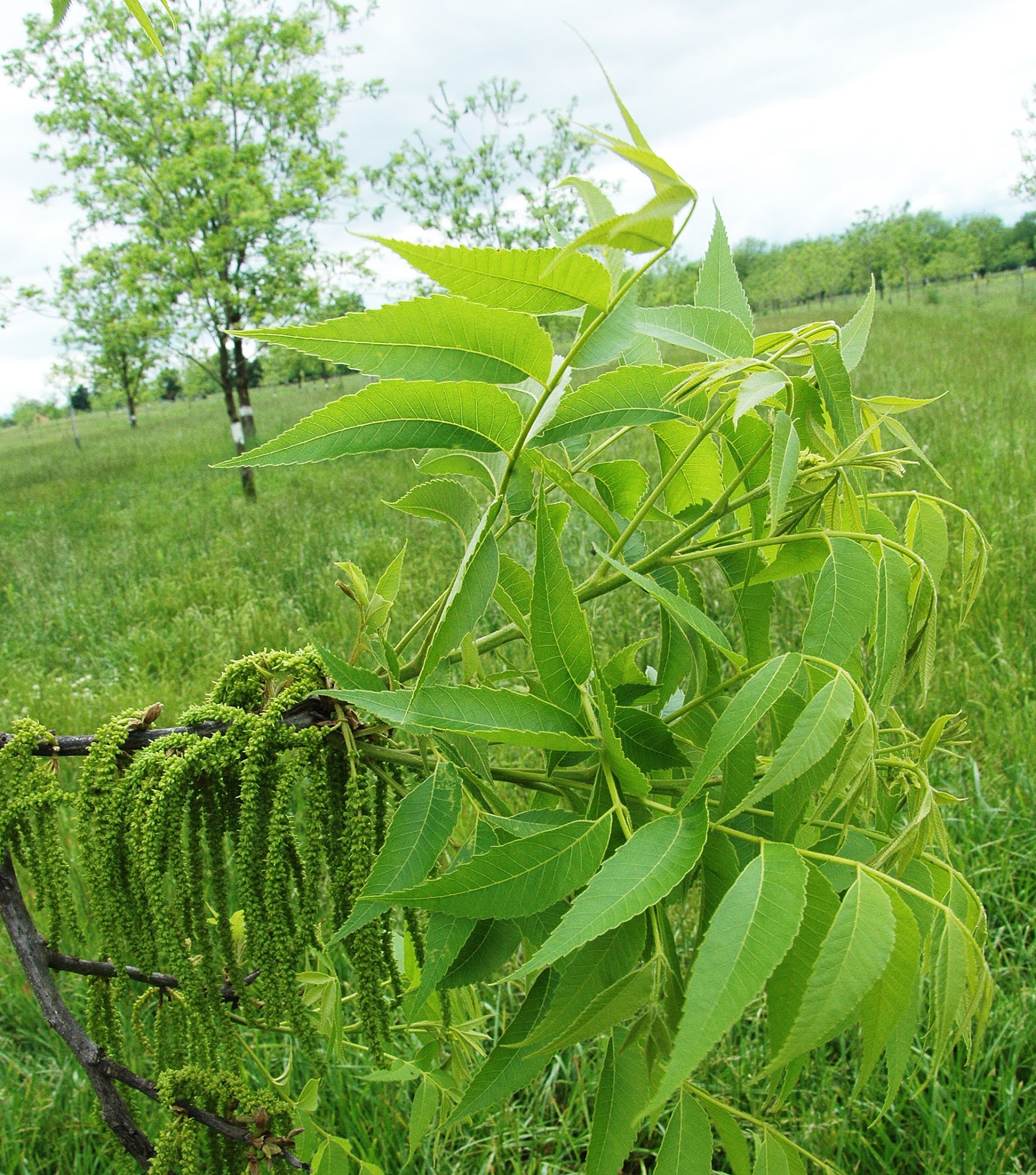 Northern Pecans: Pecan pollination underway