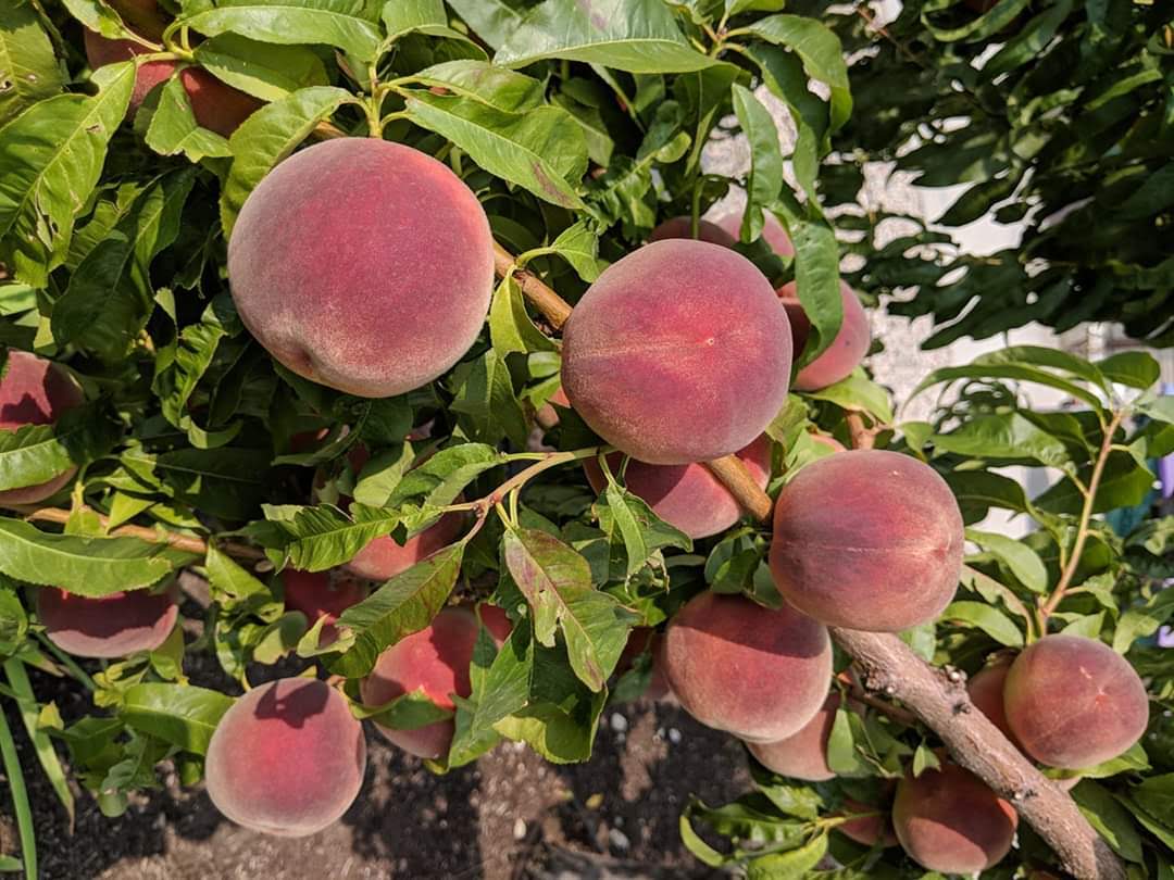 Fruit Tree Pruning at Its Best: Lesson 1: Fruit Tree Biology