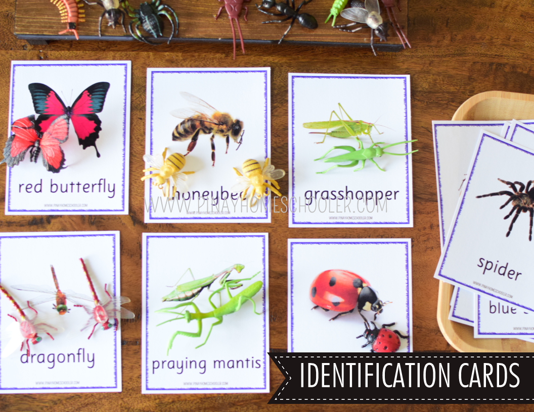 Insect Theme Toob Printable Learning Materials | The Pinay Homeschooler