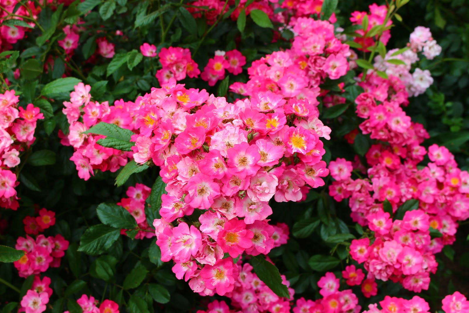 Roses du jardin Chêneland: Rosier "Robin Hood"