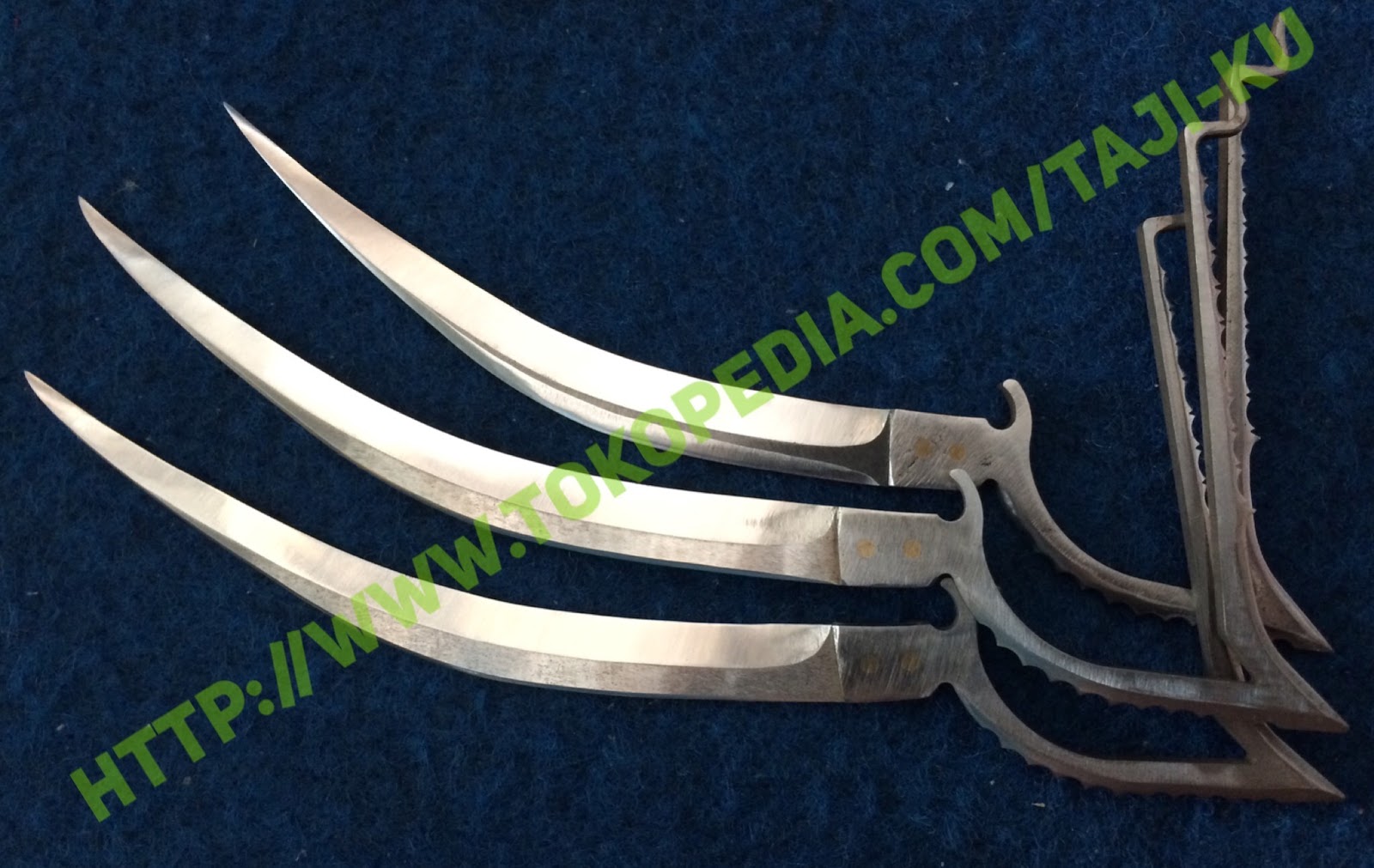 TAJIKU - TAJI AYAM FILIPINA: Model Taji Ayam