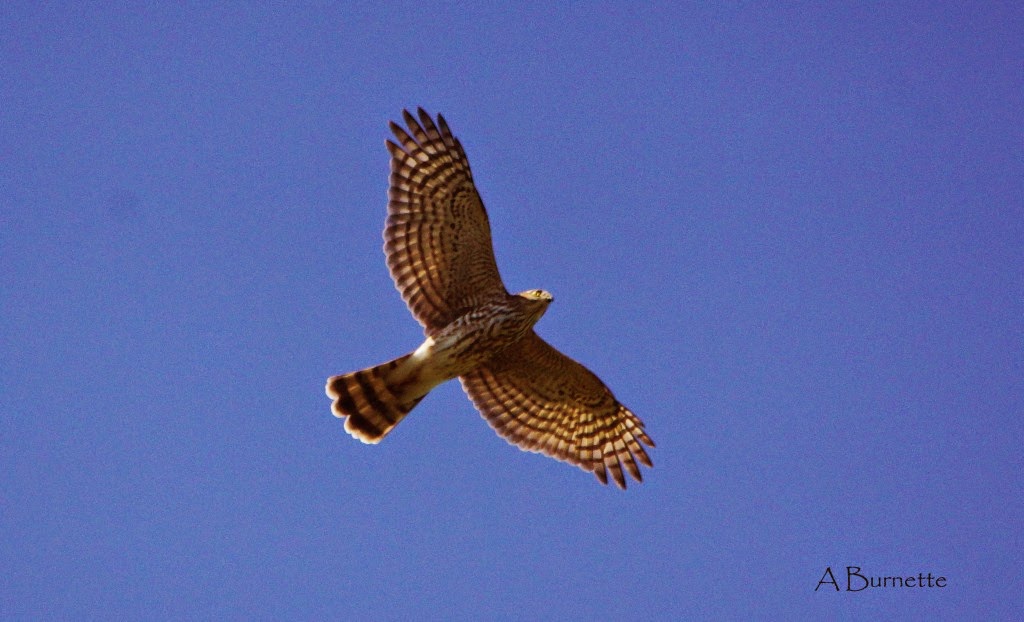 The Raptor Center Raptor Migration Across The Country
