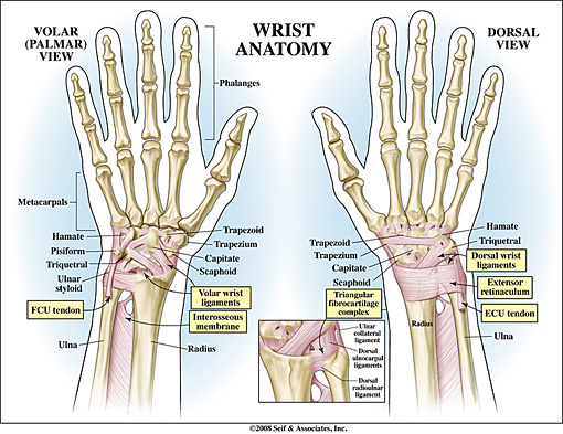 Joints of the Upper Limb ~ Anatomy for MSP