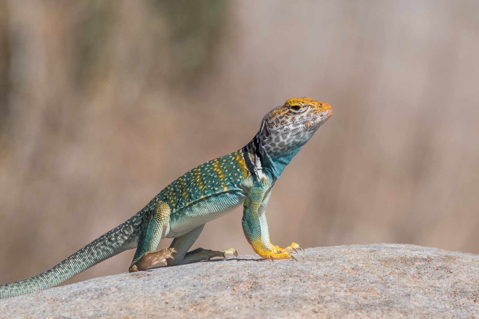 NeoVista Birds and Wildlife: Eastern Collared Lizards: Colorful Little ...