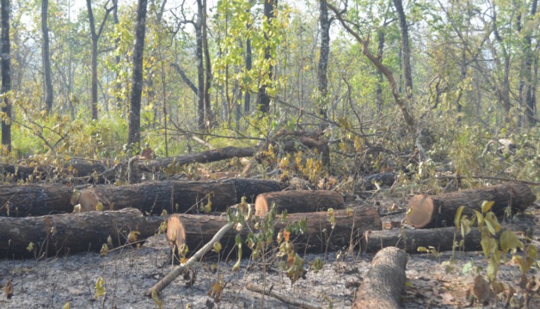 Timber in Nepal - REGMI073's blog