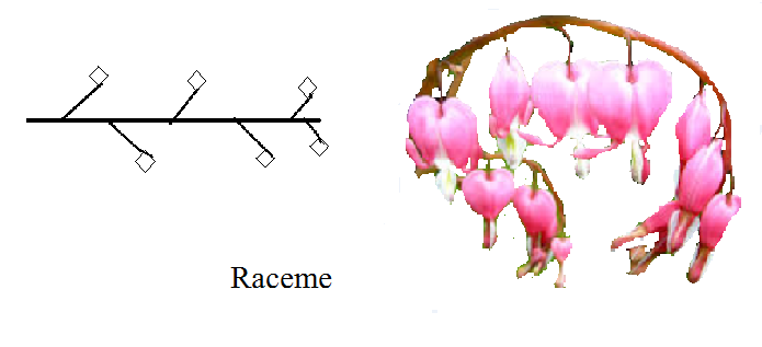 Beauty Of Plants: Inflorescence