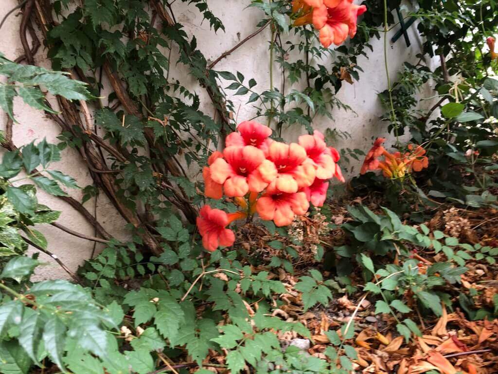 Divagar entre FLORES - ANIMAIS - NATUREZA: 🌼 Trompeta Chinesa