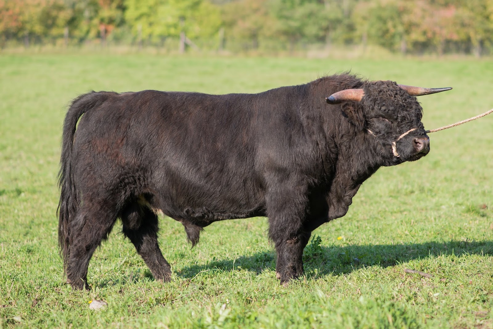 Boe's Highland Cattle: Tjurar till salu / Myytävät sonnit