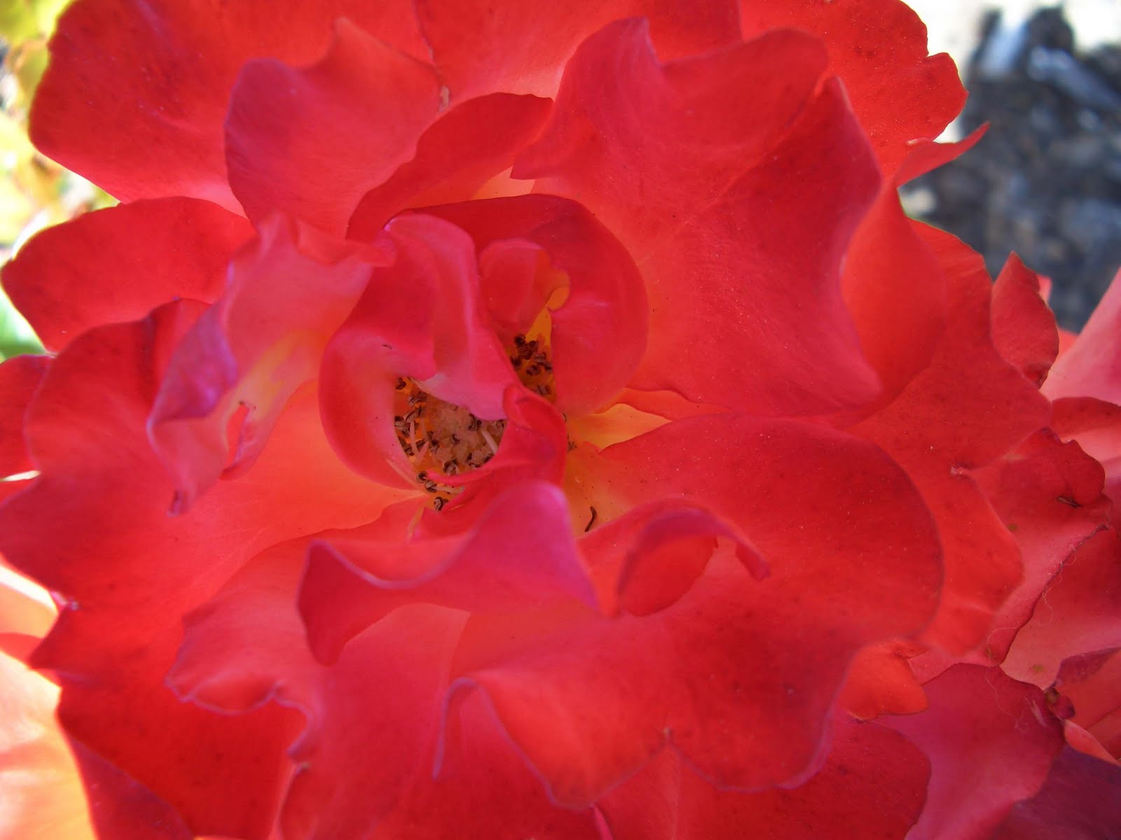 alchemologie: Berkeley in Bloom