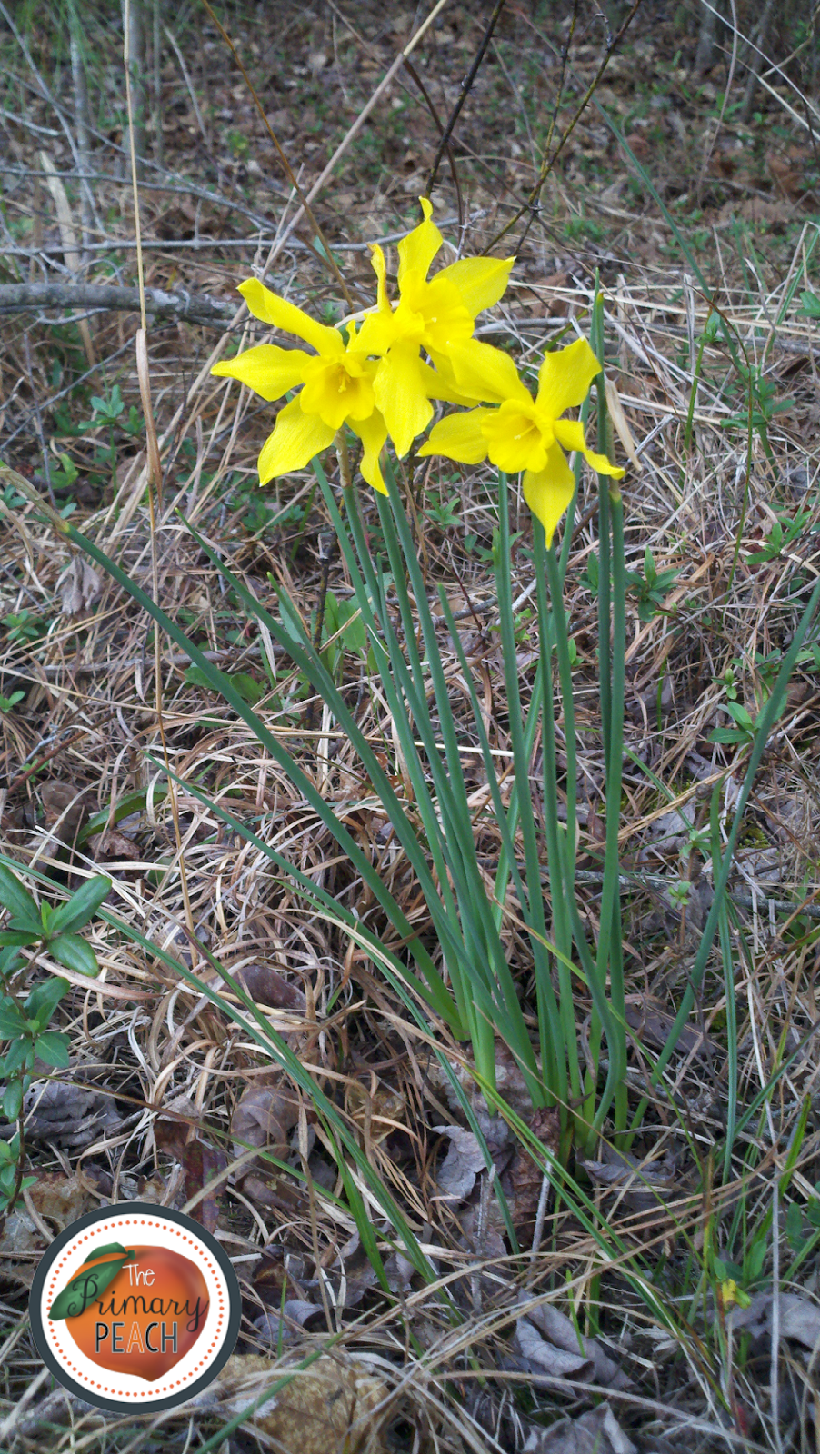 The Primary Peach: A Teaching Pot of Gold: Daffodils