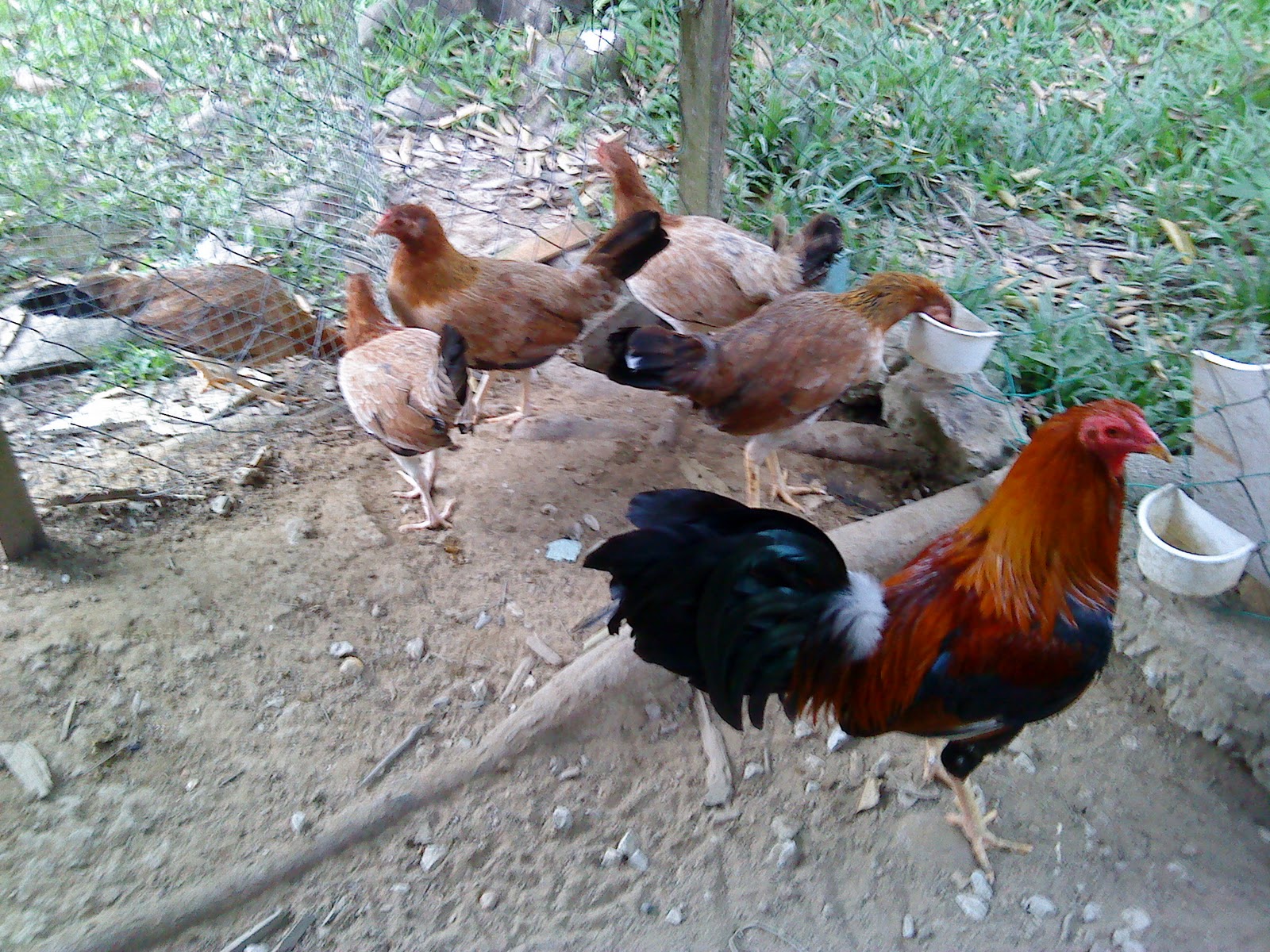 Wb8b@Cirj GameFarm: This is All of My Imported Broad Cock and Broad Hen that I ever used as my ...