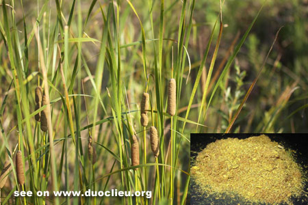 Cattail pollen (Puhuang)-Typha orientalis Presl