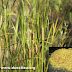 Cattail pollen (Puhuang)-Typha orientalis Presl