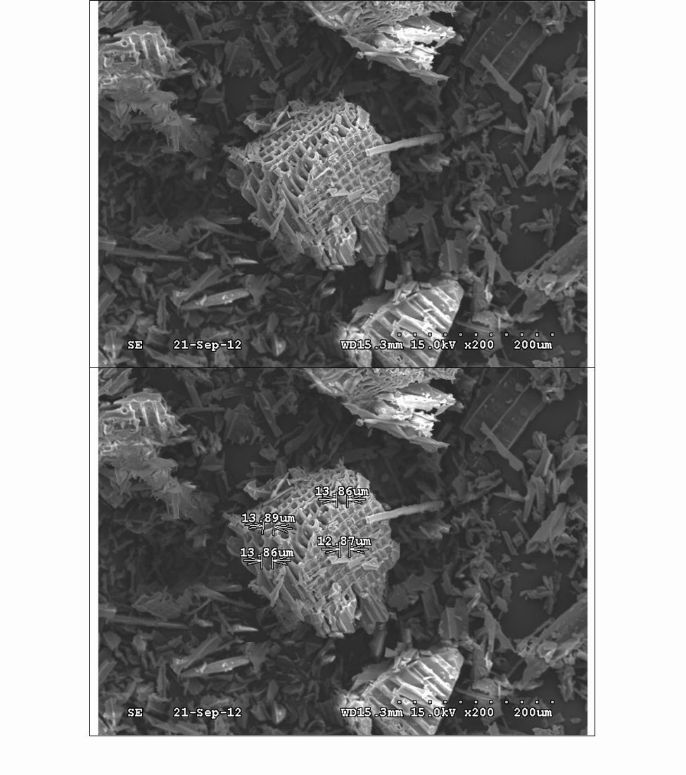 Influence of biochar in seed germination and growth rate (part 2)