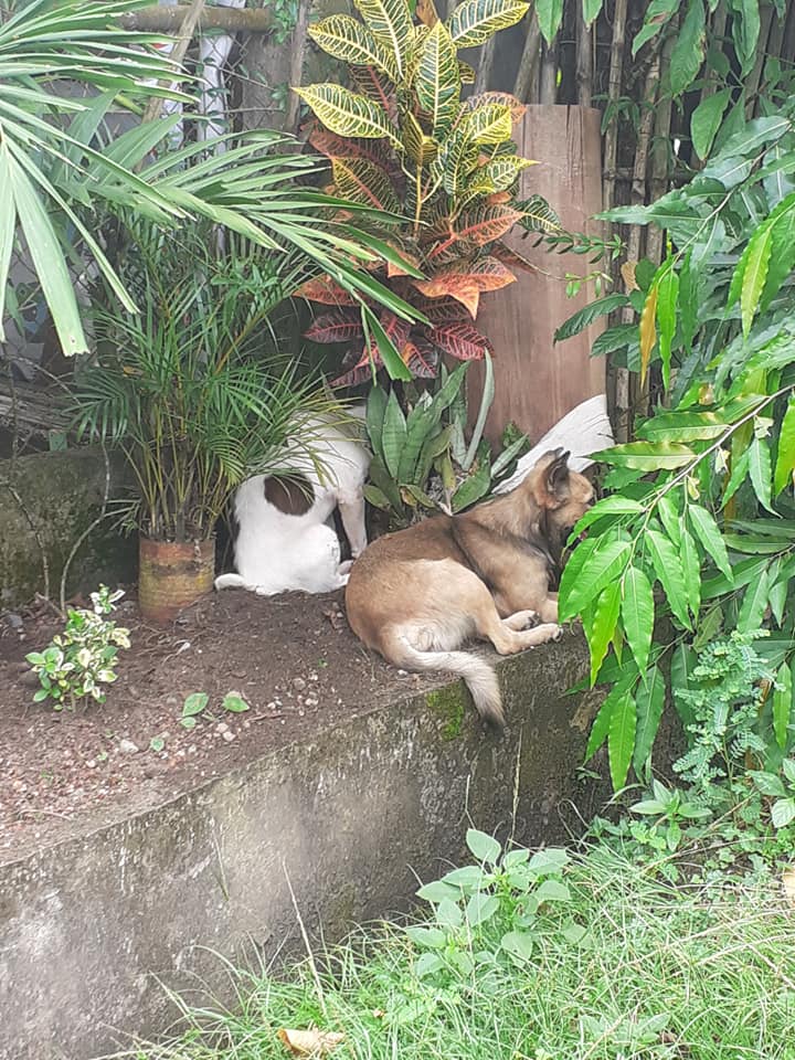 Matandang may kapansanan, kasama ang mga alagang aso sa paghahanap ...