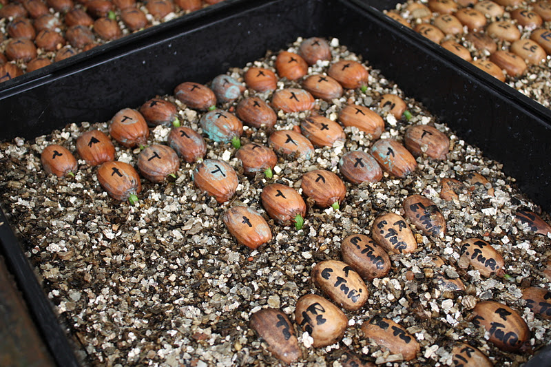 Tropical Farms Nursery: Germinating cycad seeds and seedlings in hotbed