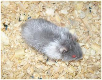 Jenis & Ciri2 Hamster Campbell | Bijou Hammie Land