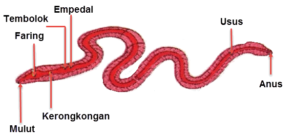 Membongkar Rahasia Sistem Pencernaan Cacing Tanah