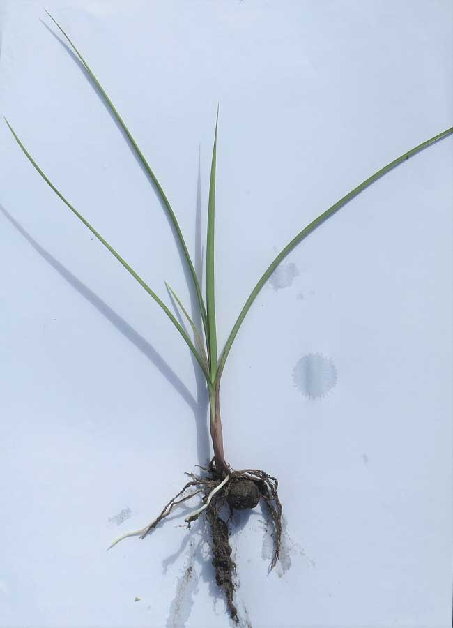 paxaros-en-la-ria-de-aviles