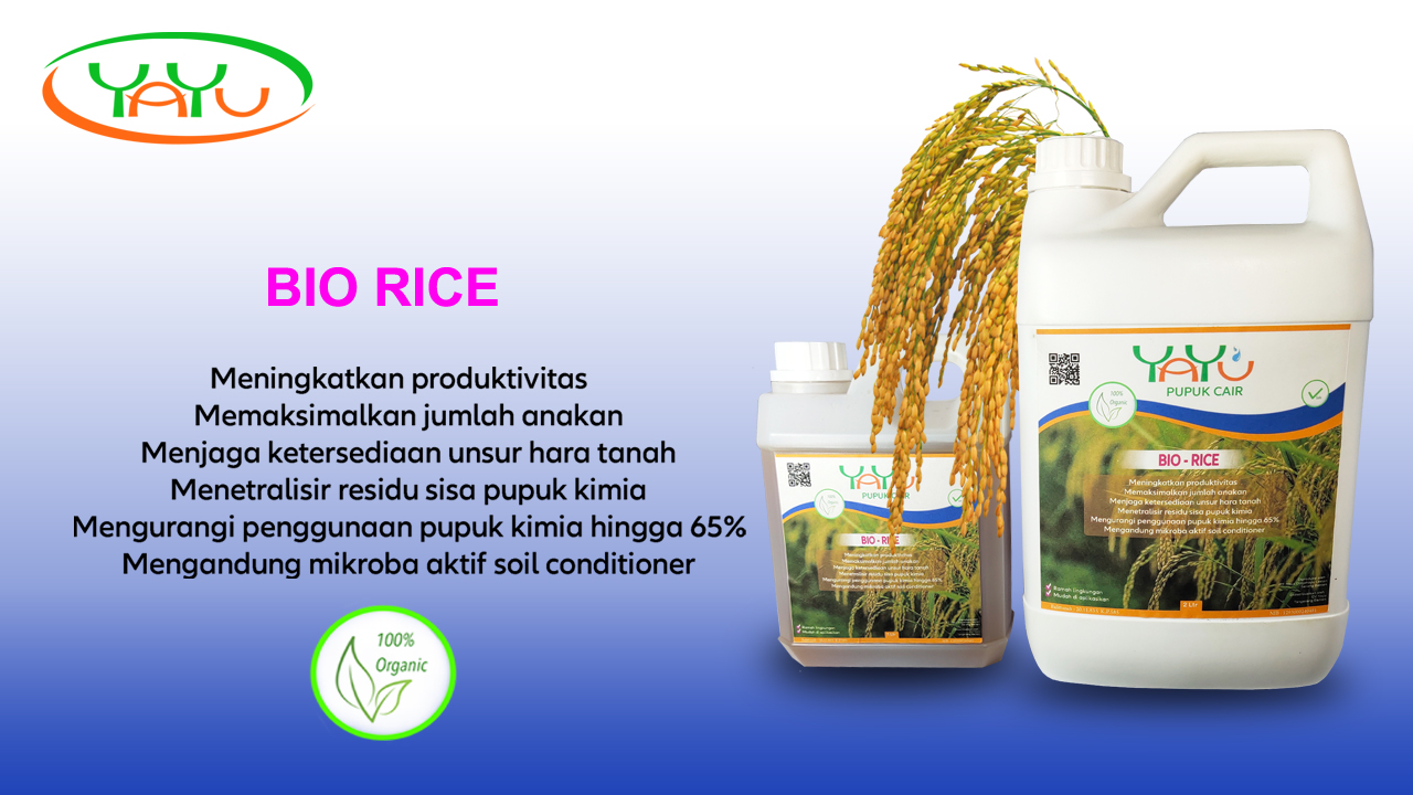 Pengujian tanaman padi menggunakan Bio Rice - Yayu Nursery