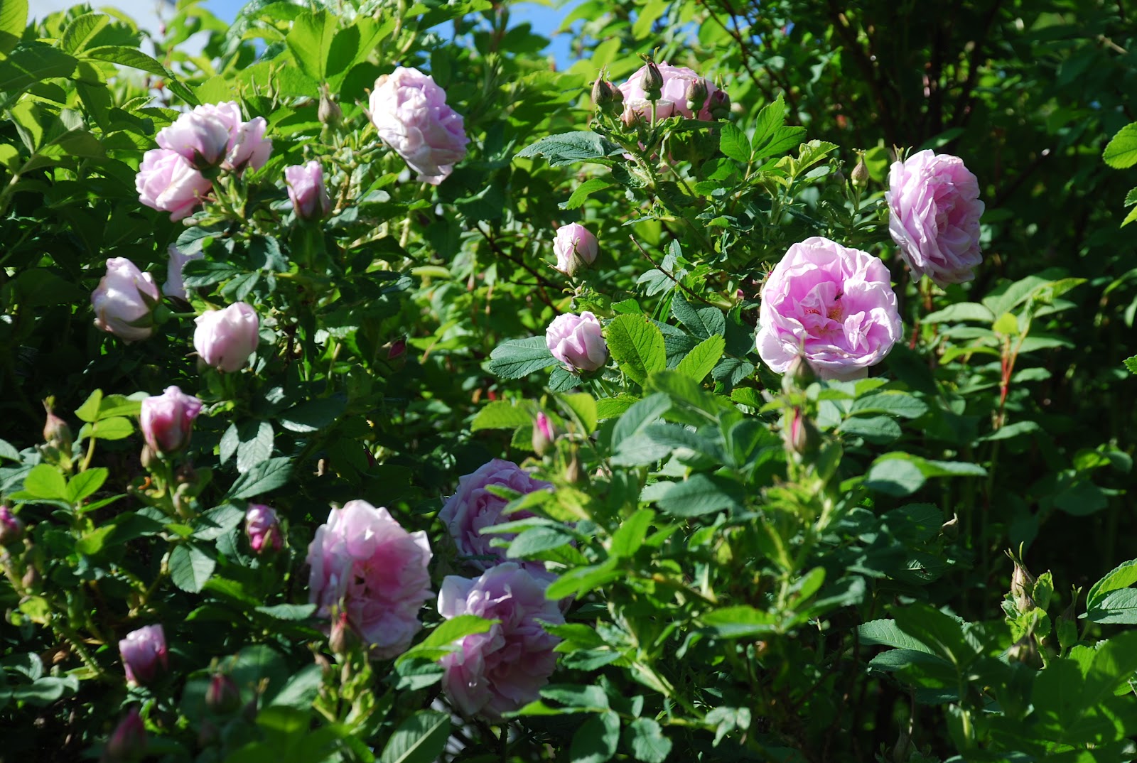 I never promised you a rose garden - Mina rosor : Wasagaming