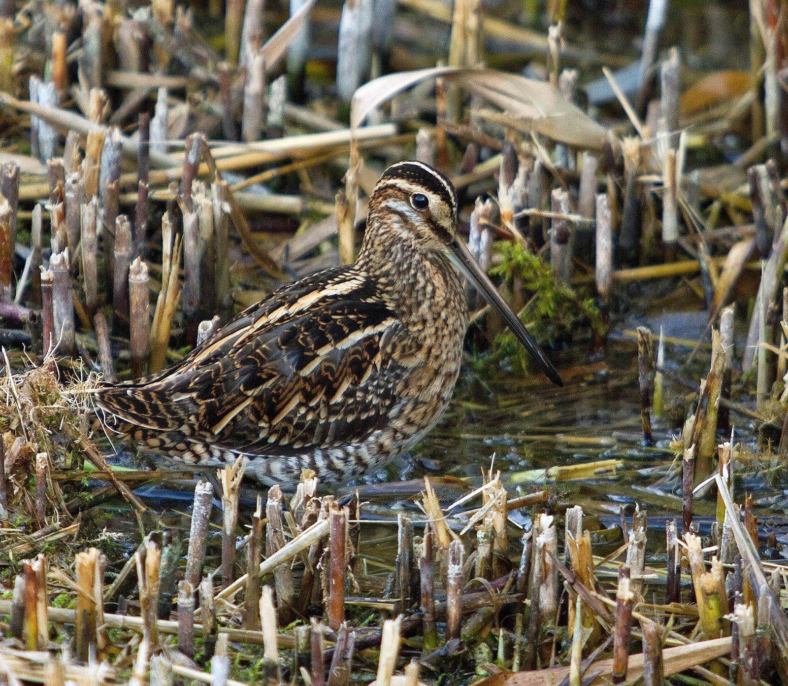 CAMBRIDGESHIRE BIRD CLUB GALLERY: Common Snipe