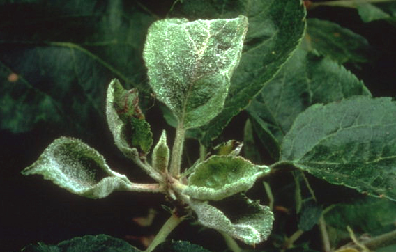 Reconnaître les maladies du pommier - Les Carnets de Georges Delbard