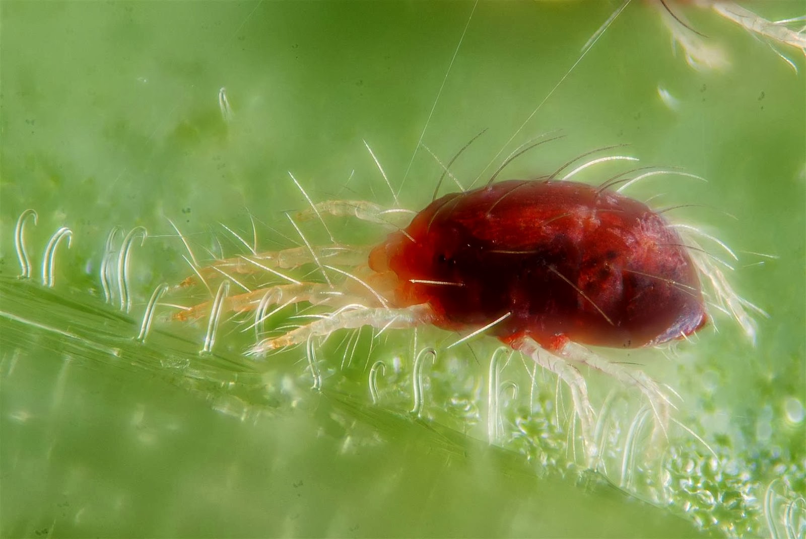 Spider Mite ~ Insects World