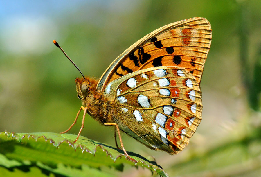 Kathryn Jones Photography: High Brown Fritillaries at Aish Tor, Dartmoor
