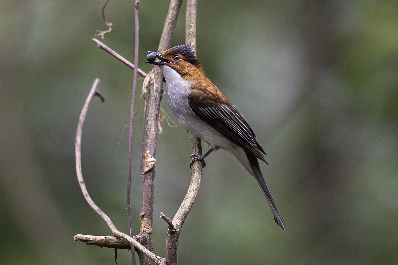As The Crow Flies - a Hong Kong Birding Blog: Solid First Week of 2021
