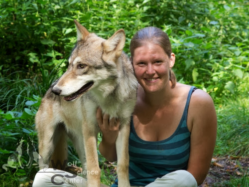 White Wolf : Wolves can also be man's best friend, scientists say