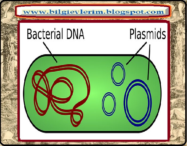 bilgievlerim: Plazmid Nedir,Özellikleri Nelerdir