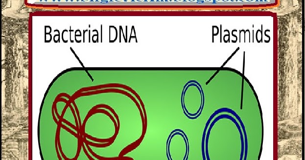 bilgievlerim: Plazmid Nedir,Özellikleri Nelerdir