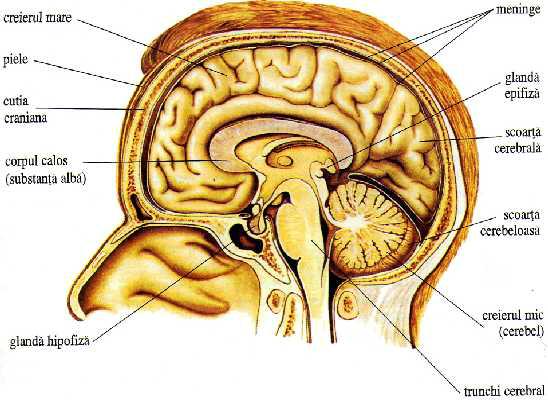 AMG: AMG , ANATOMIE ANUL I REZUMAT , 7 ENCEFALUL,