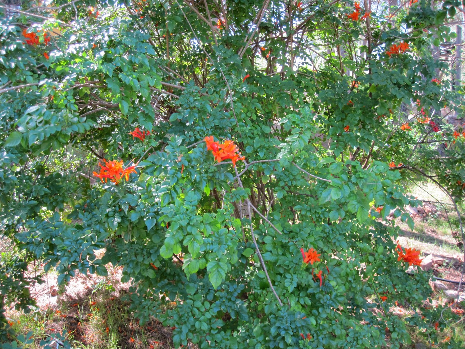 Universo Botánico: Tecoma capensis (Thunberg) Lindley (Bignonia)