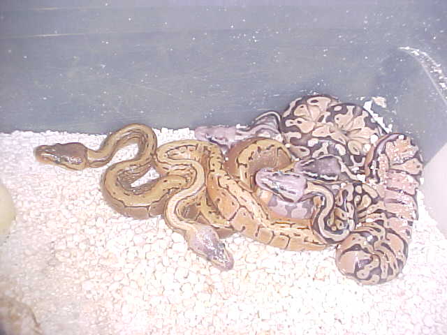 Evan Stahl Reptiles: More cool ball pythons hatching out now