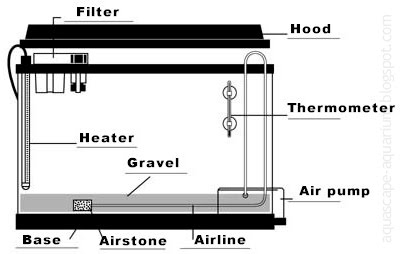 Aquascape DIYHow to Set Up Aquarium Plants for BeginnersAquarium ...