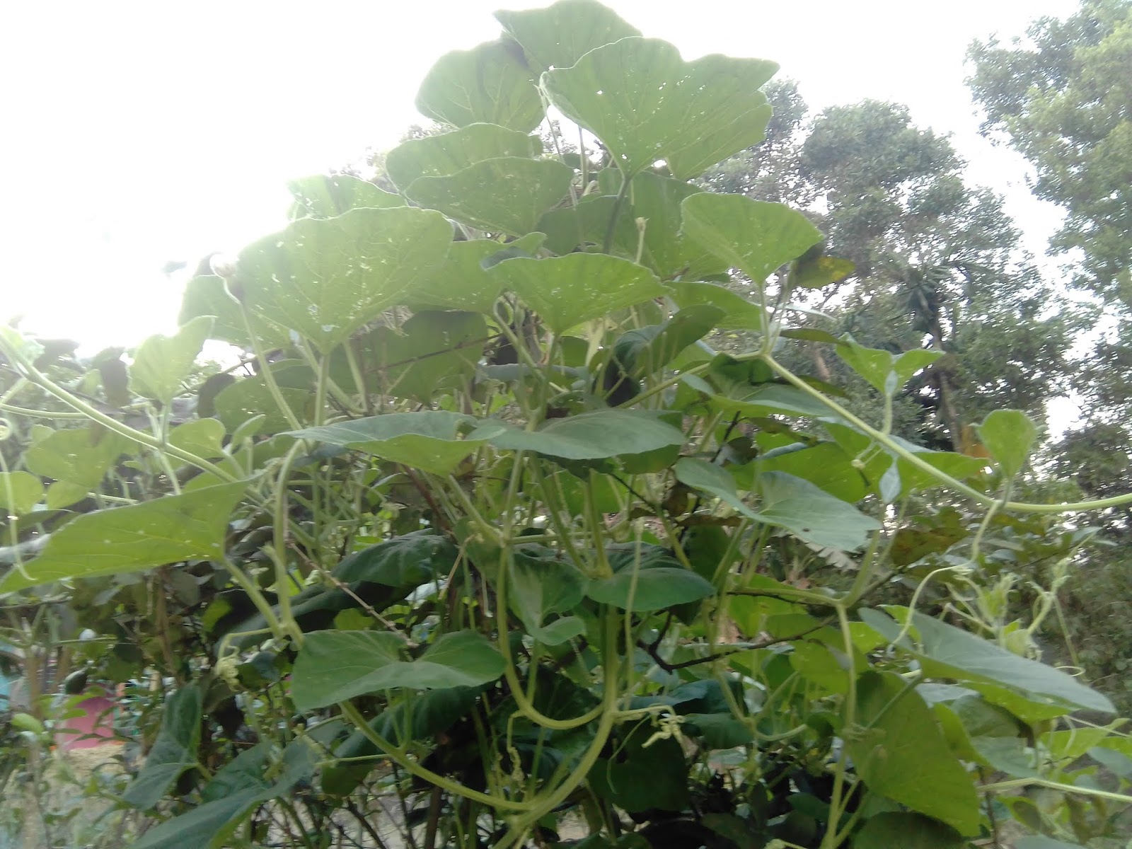 Worldwide Photographer How Nice The Gourd Plants Are