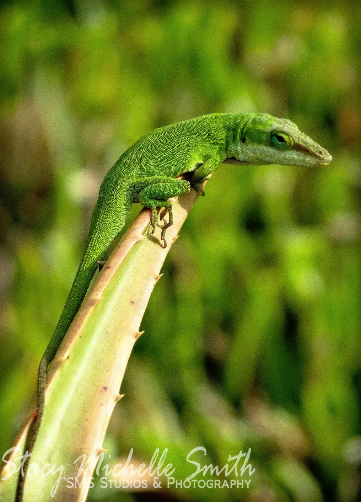 SMS Studios and Photography: Little Green Lizard