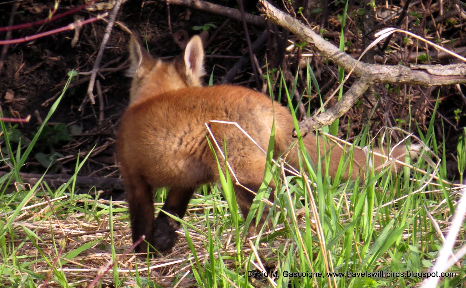 Woodlot at the University of Waterloo, Waterloo, ON - Travels With Birds