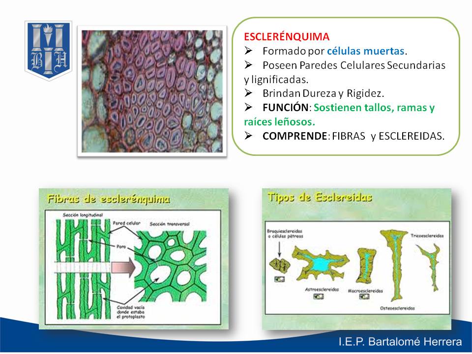 EL PORTAL DE LA BIOLOGÍA: II UNIDAD - 3° SECUNDARIA - HISTOLOGÍA VEGETAL II
