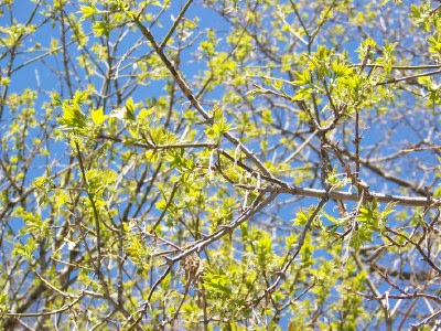 Antelope Lake: Lacey Leaves