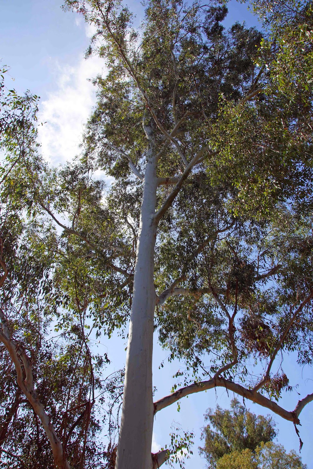 LA Arboretum's Australian Forest