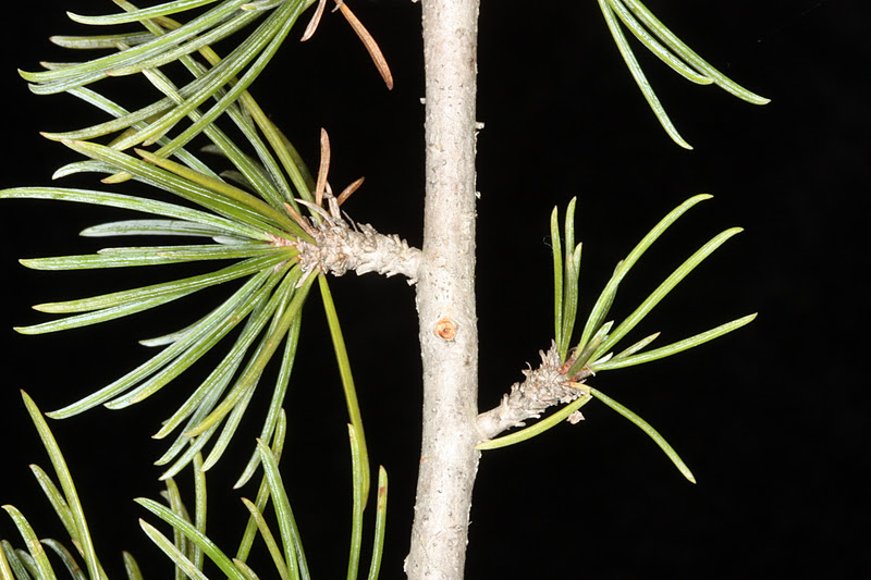 UF BOT 2710: Practical Plant Taxonomy: Lab 6: GYMNOSPERMS (Cycads ...