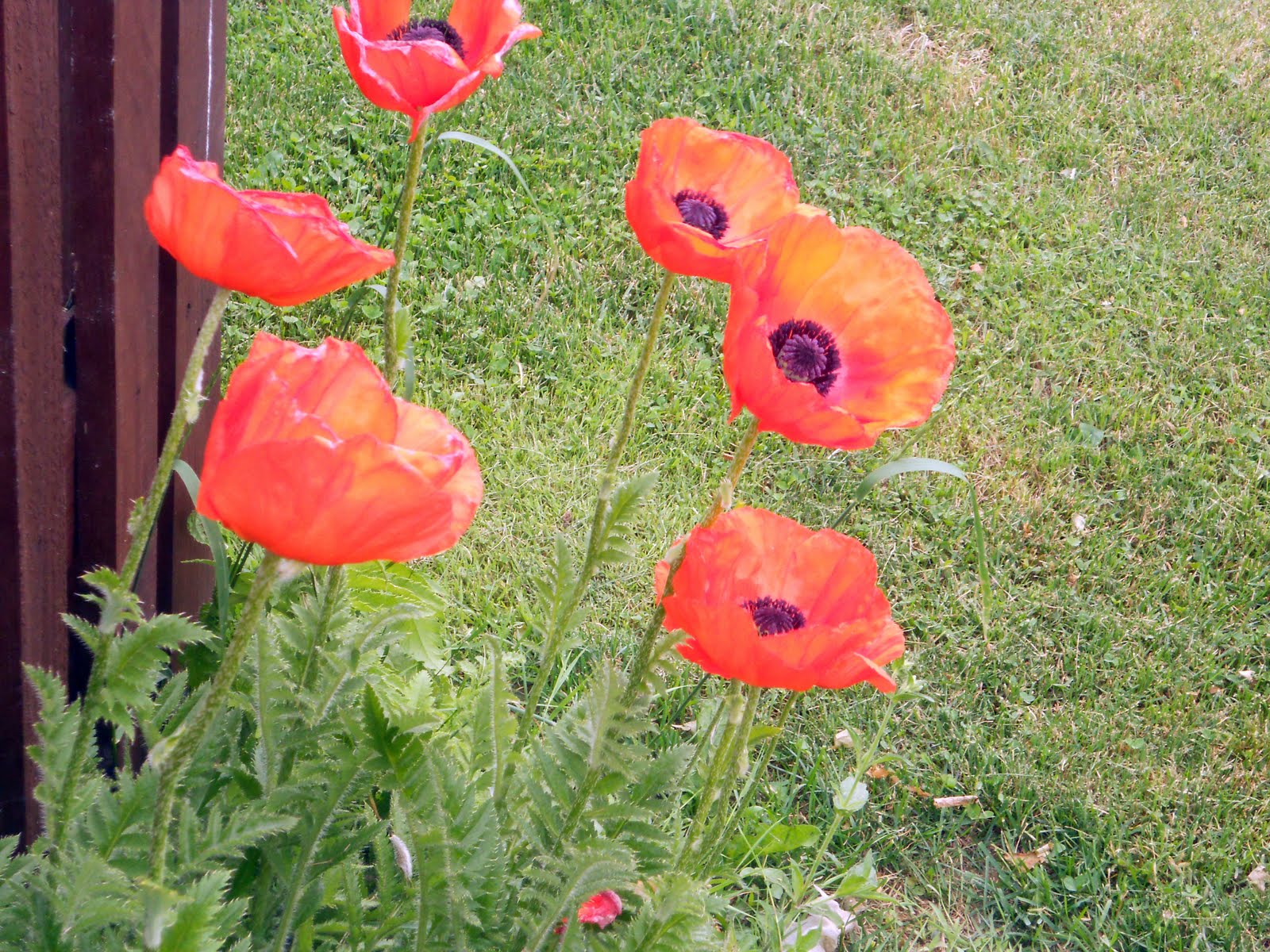 The Mad Recycler: Poppies & Pinterest
