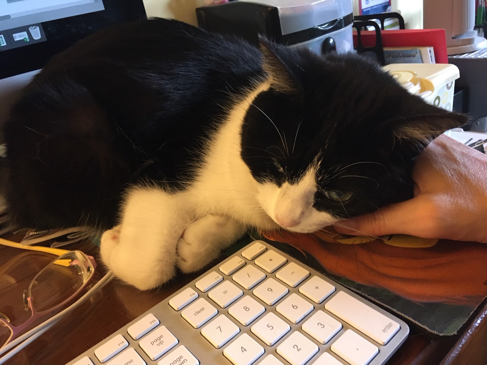 It's all about the cats!: Office assistant level: Expert