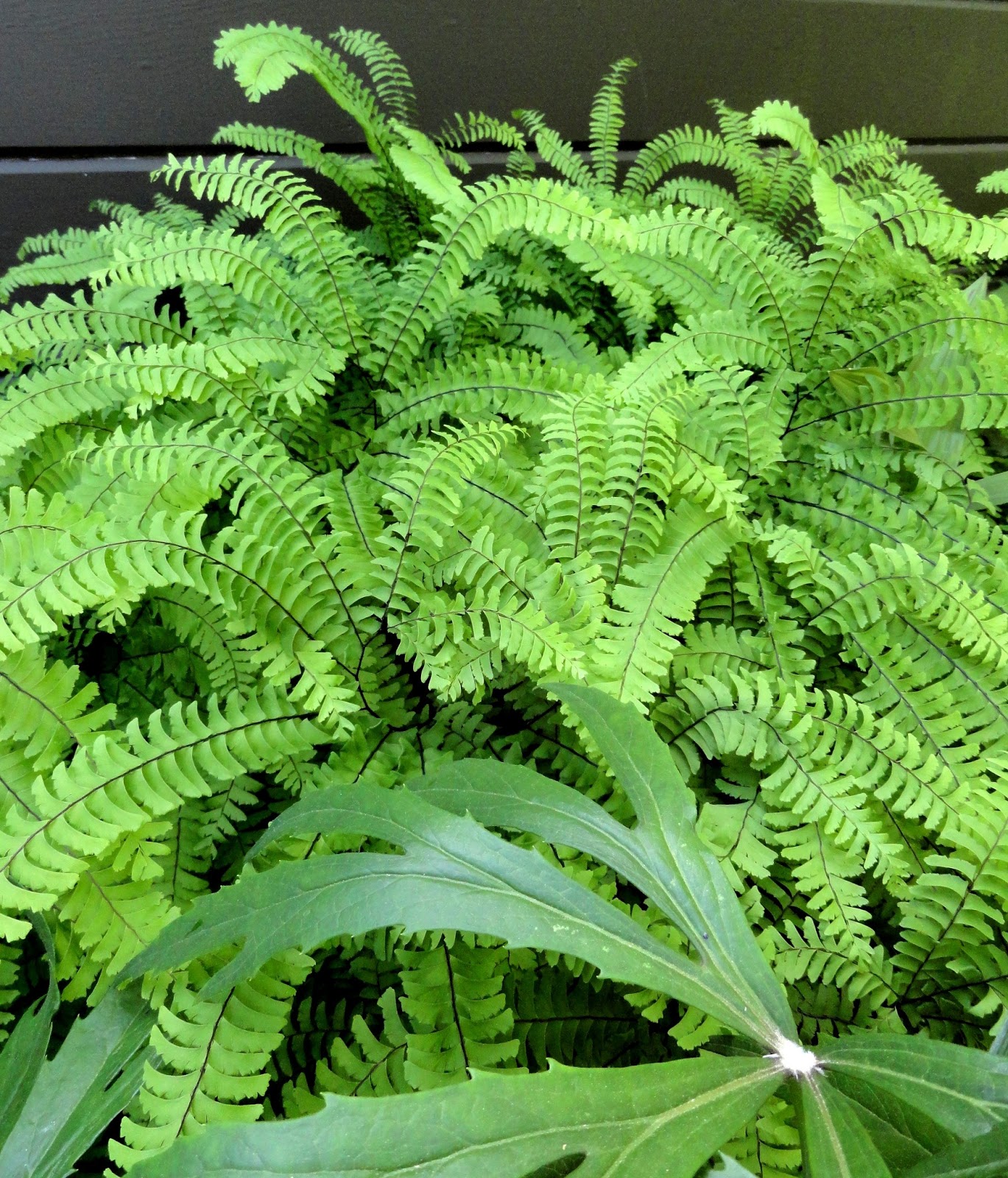 danger garden: Adiantum pedatum, my favorite plant in the garden (this ...